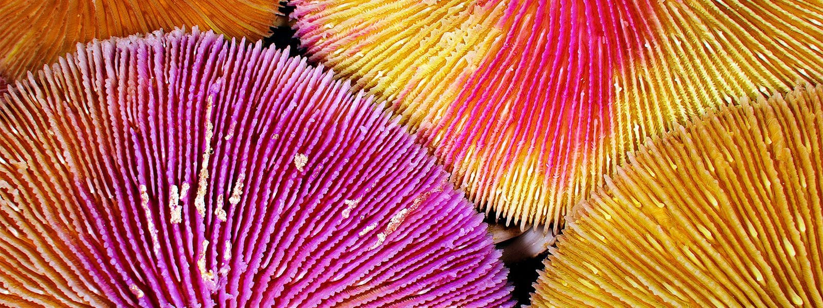 Making the Case for Coral - Independent Sector